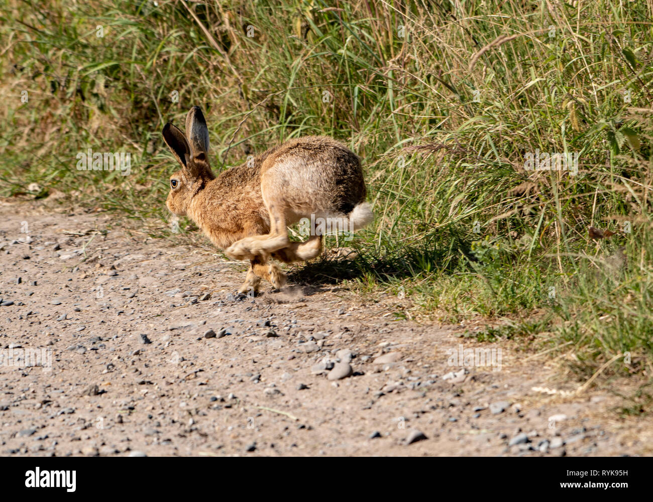European hare running hi-res stock photography and images - Alamy