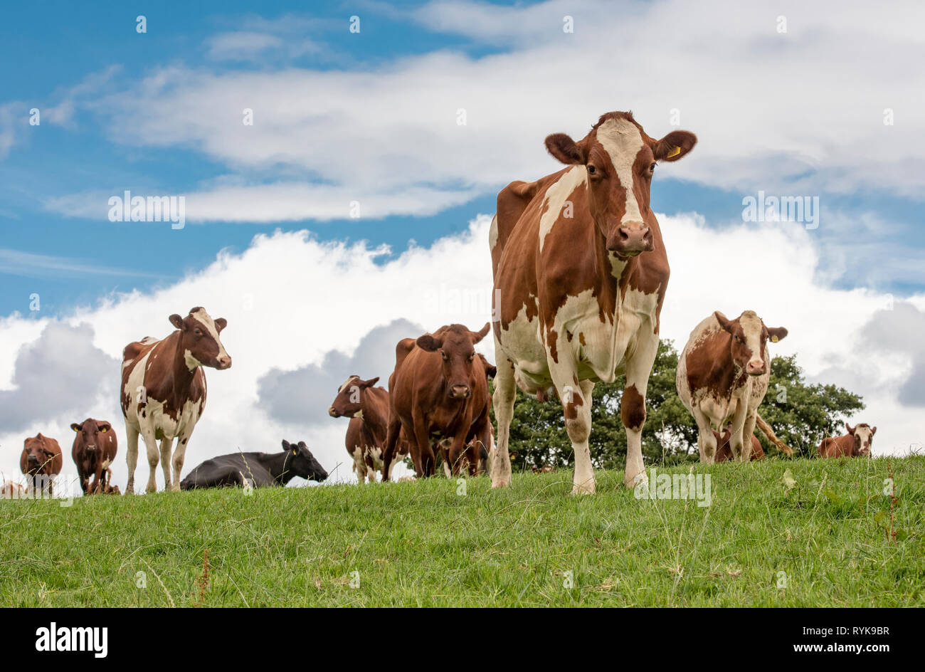 Dairy Shorthorn cows, Cheshire Stock Photo - Alamy