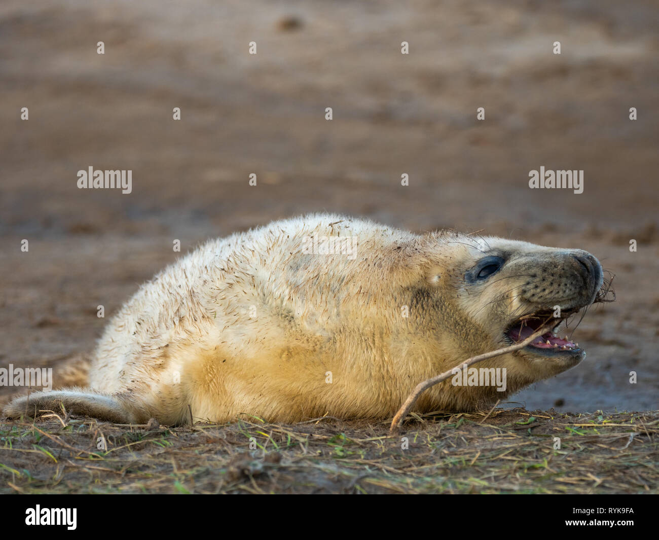 Flipper of a dead seal hi-res stock photography and images - Alamy