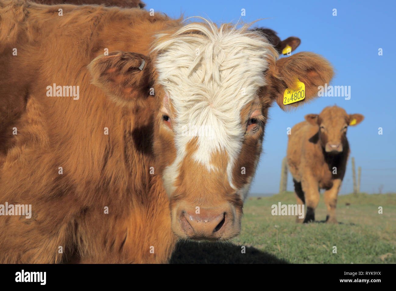 cattle on the south downs in west sussex Stock Photo - Alamy
