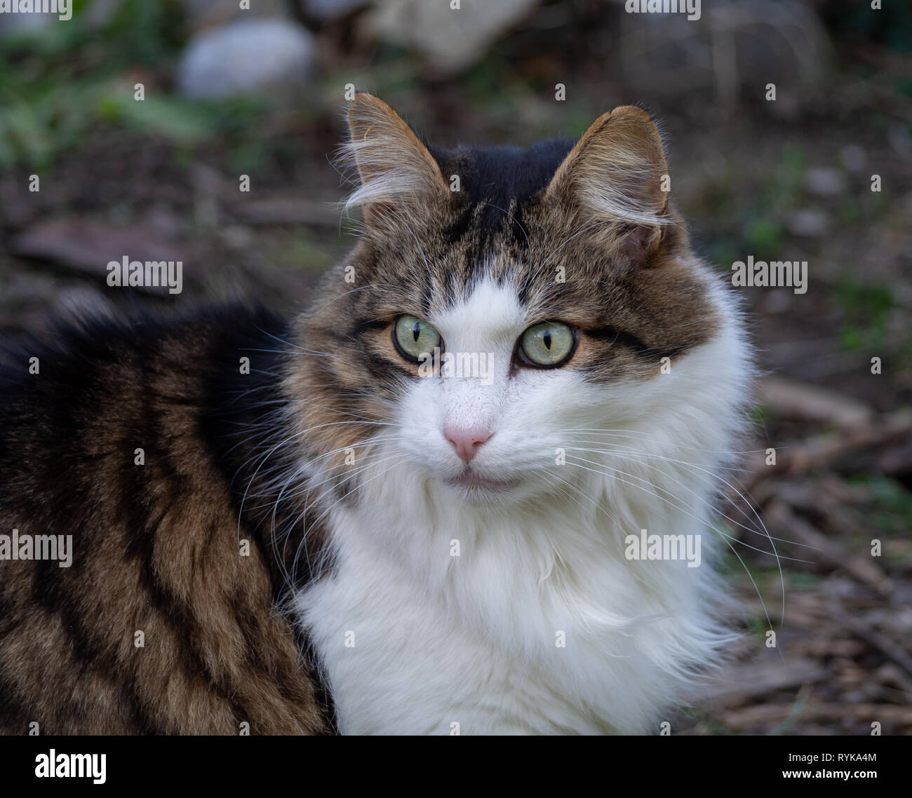 Tabby cat portrait Stock Photo - Alamy