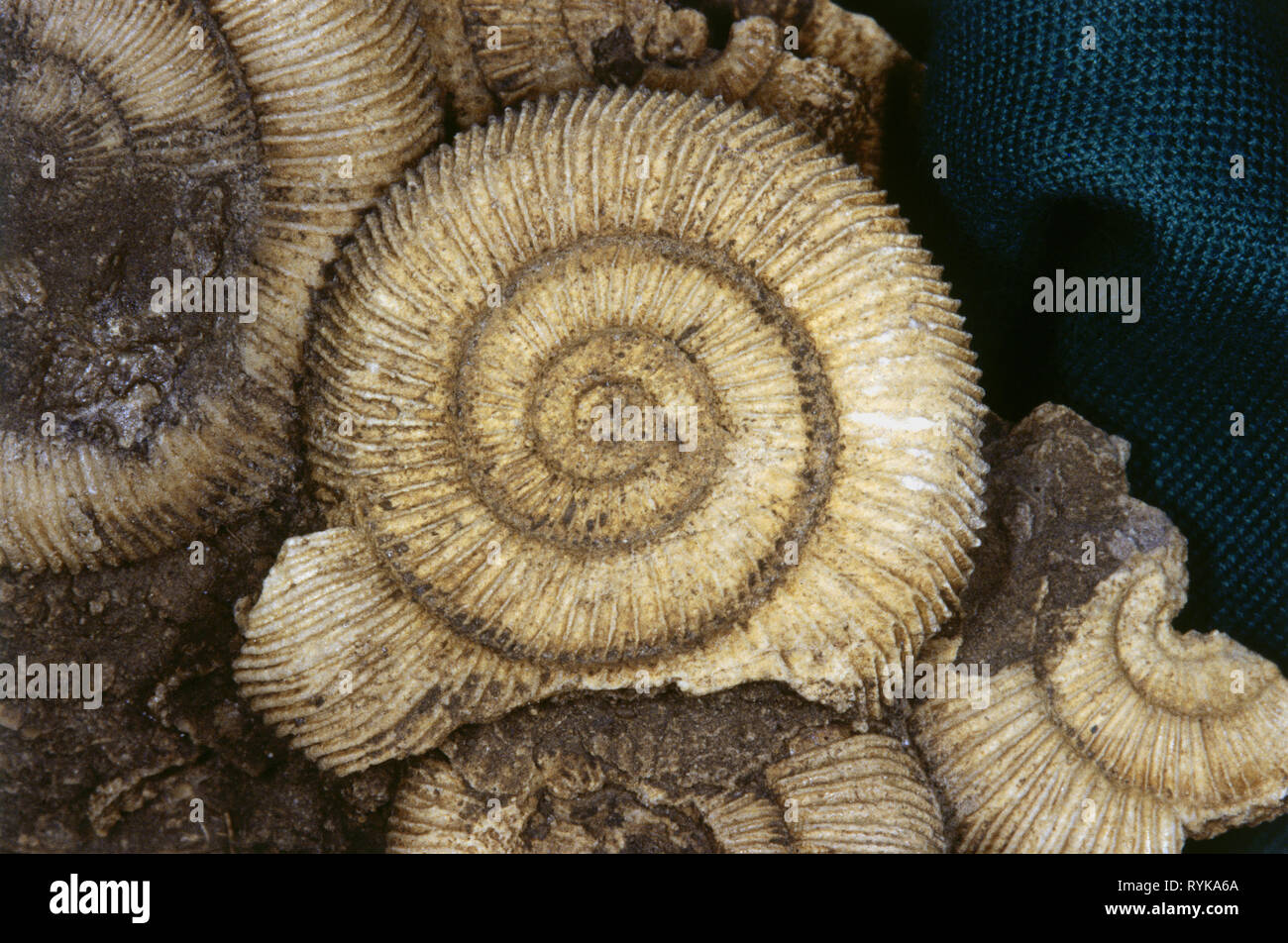 Petrification hi-res stock photography and images - Alamy