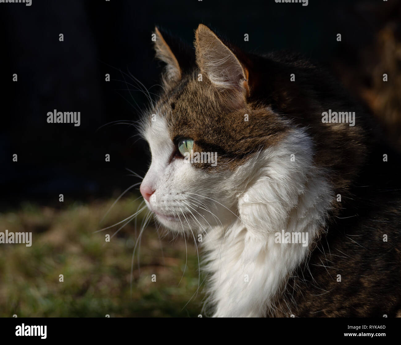 Portrait tomcat hi-res stock photography and images - Alamy