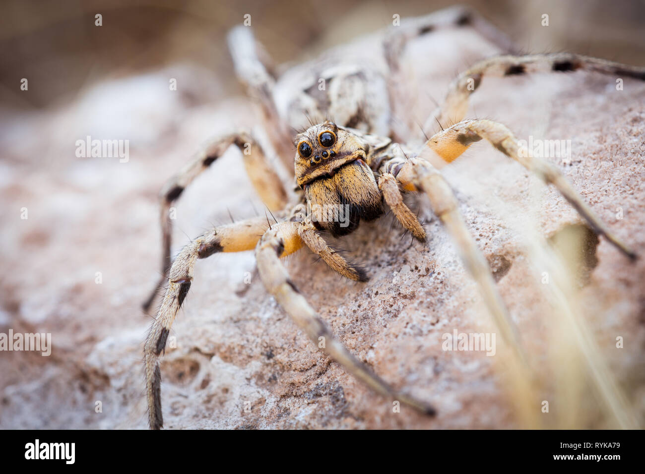 Spider silk microscope hi-res stock photography and images - Alamy