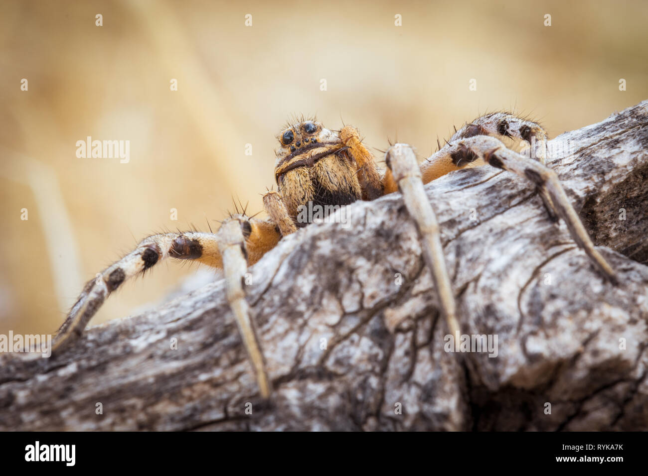 Field wolf spider hi-res stock photography and images - Alamy