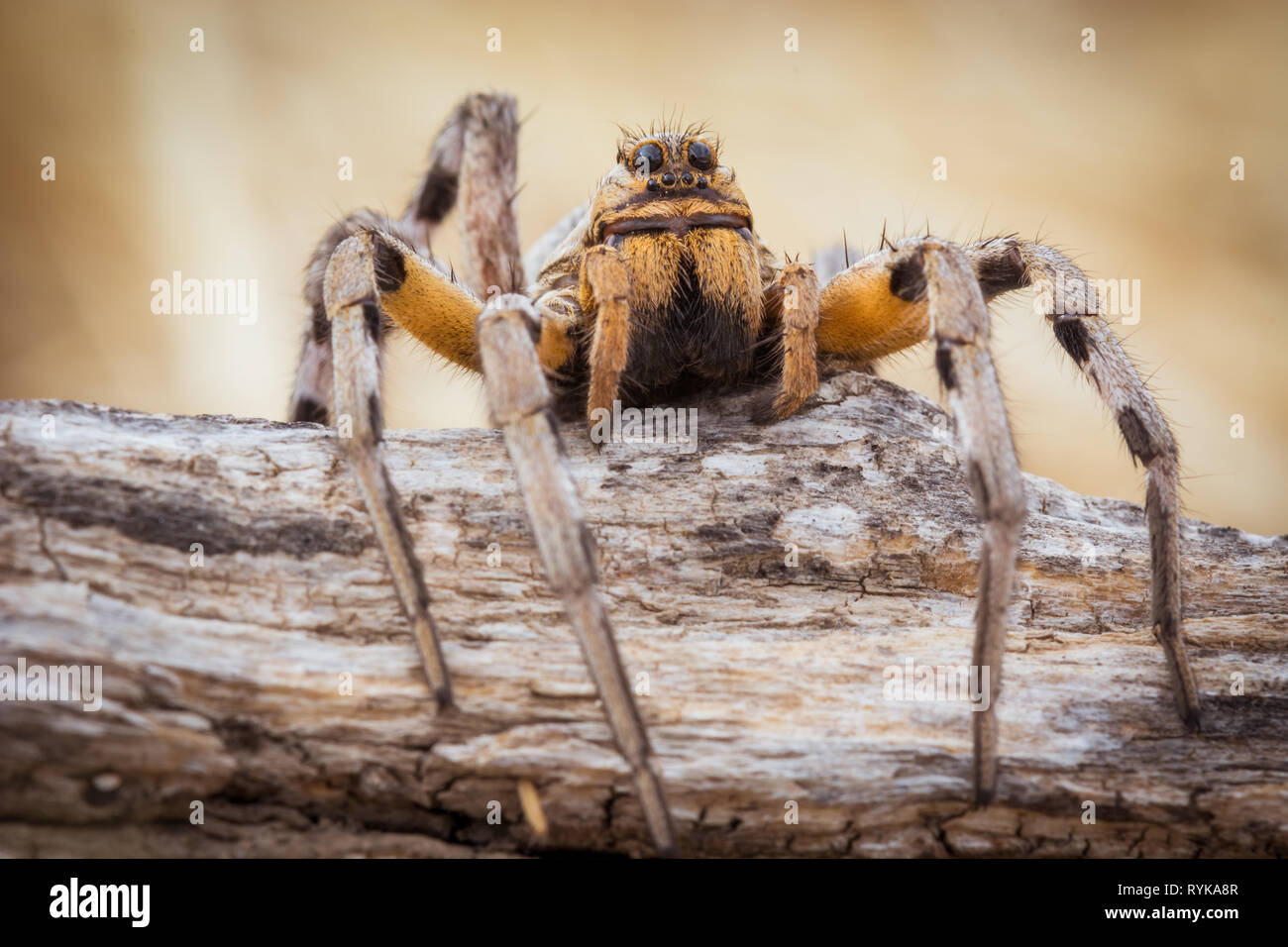 Field wolf spider hi-res stock photography and images - Alamy