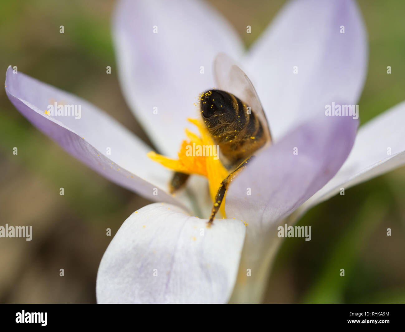 Up side down flower hi-res stock photography and images - Alamy