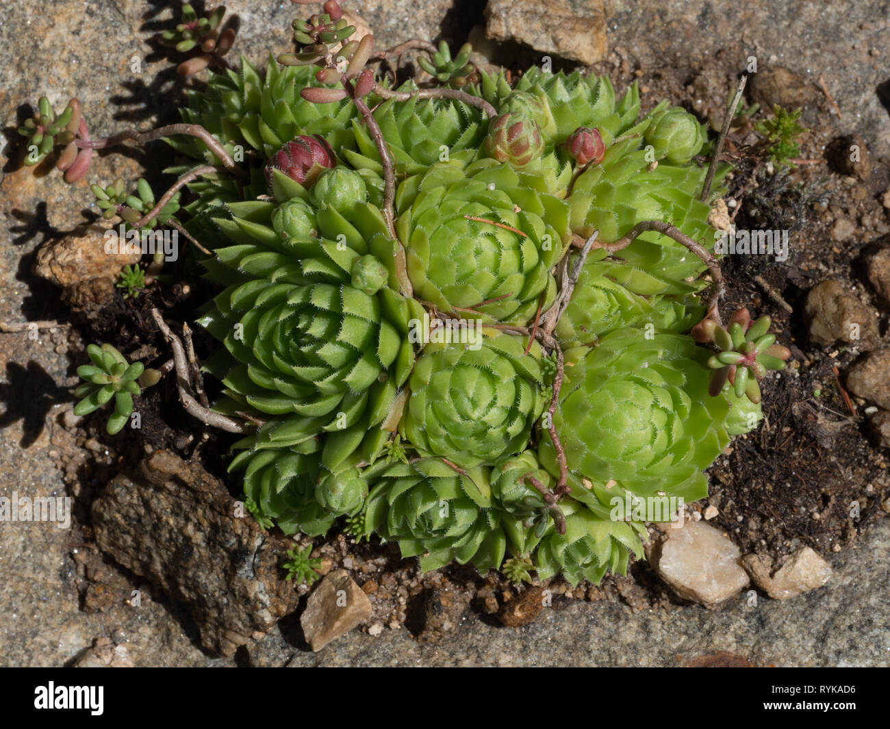Housleek succulant plant Stock Photo - Alamy