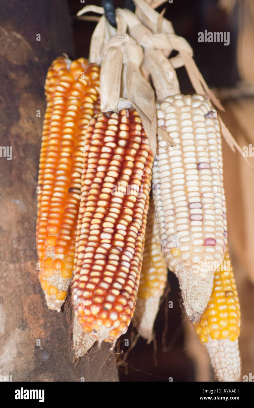 dried maize cobs hanging in an attic Stock Photo - Alamy