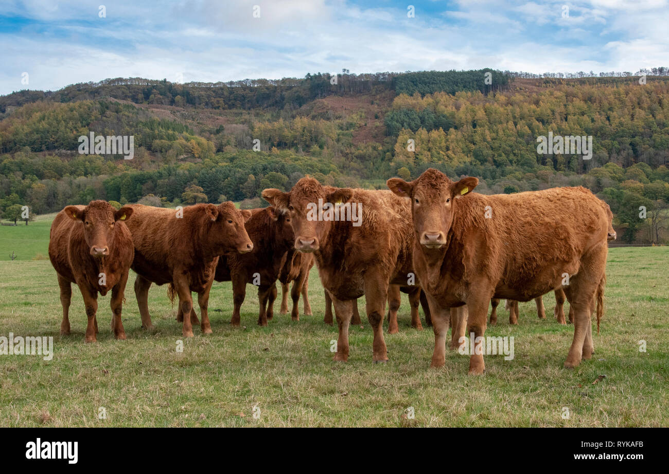 South Devon cows, Yorkshire Stock Photo - Alamy