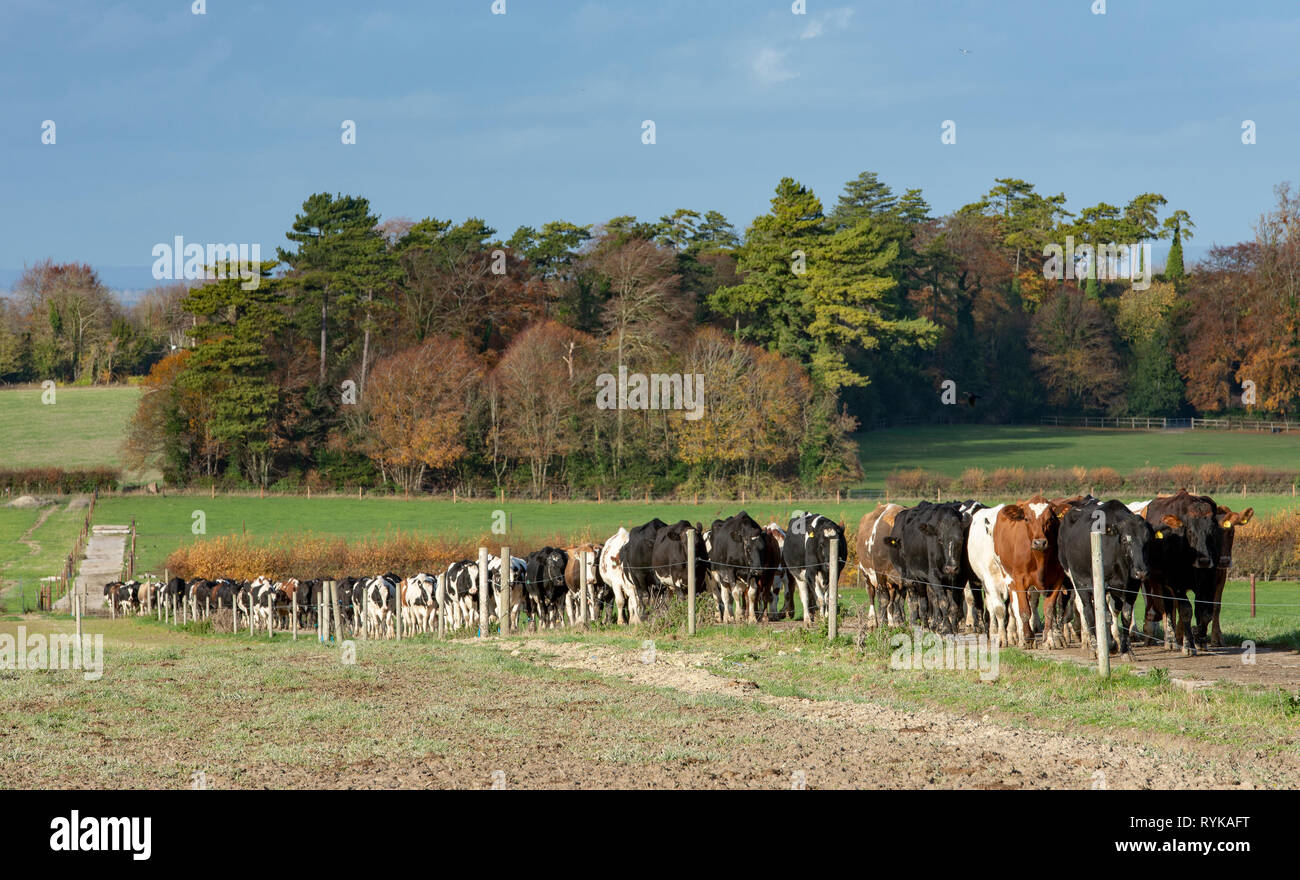 Dairy cows coming down a cow track for milking, Oxford, Oxfordshire ...