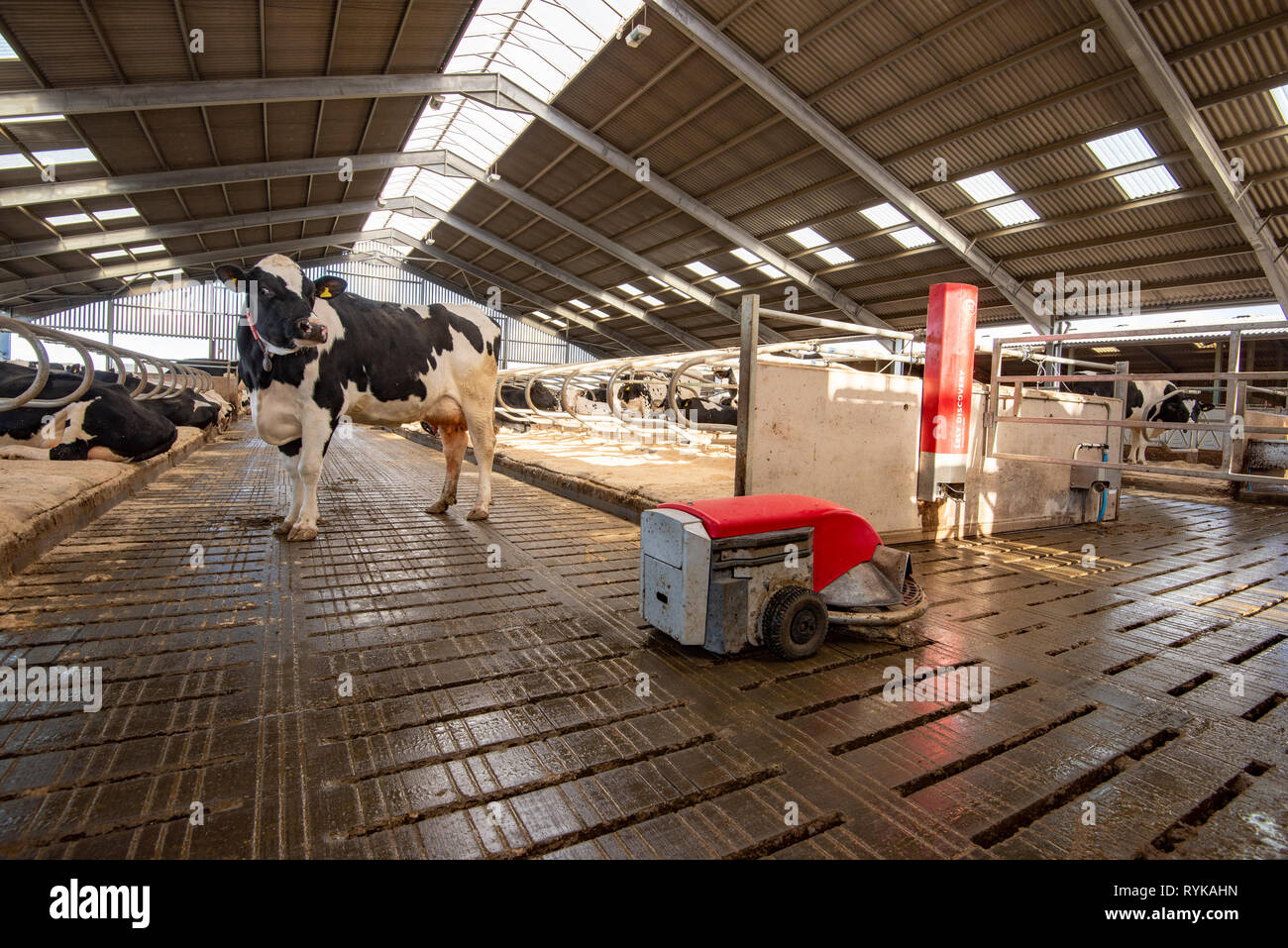 Robot muck scraper in a cubicle house, Gloucestershire Stock Photo - Alamy