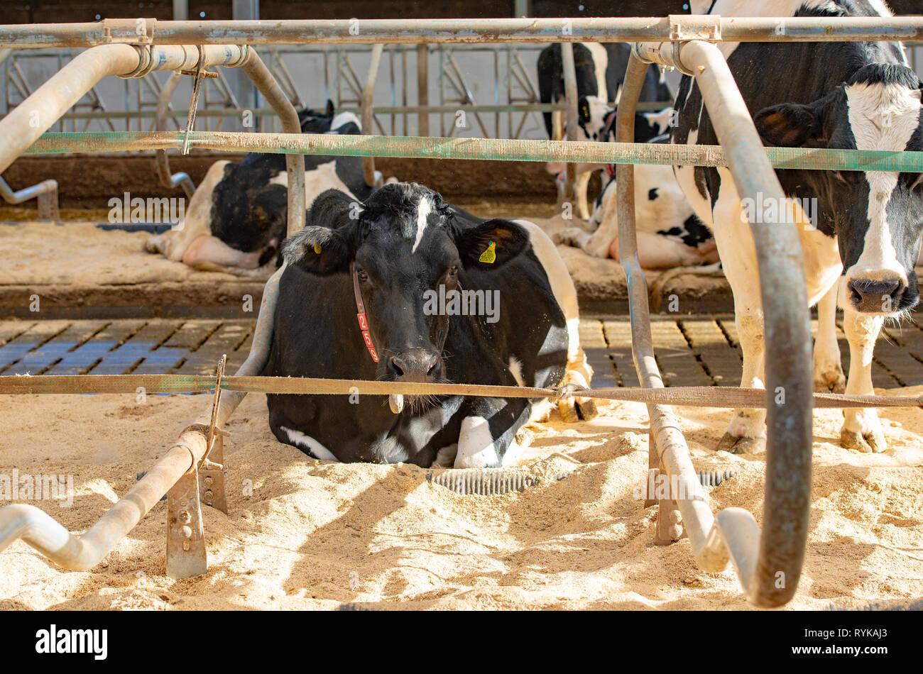 Cows house hi-res stock photography and images - Alamy