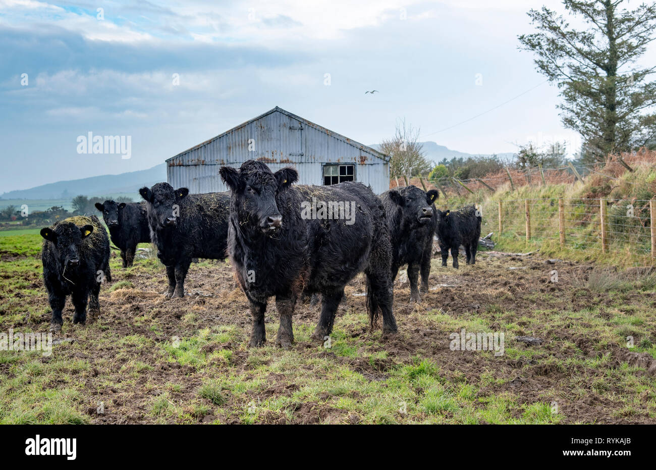 Black welsh cattle hi-res stock photography and images - Alamy