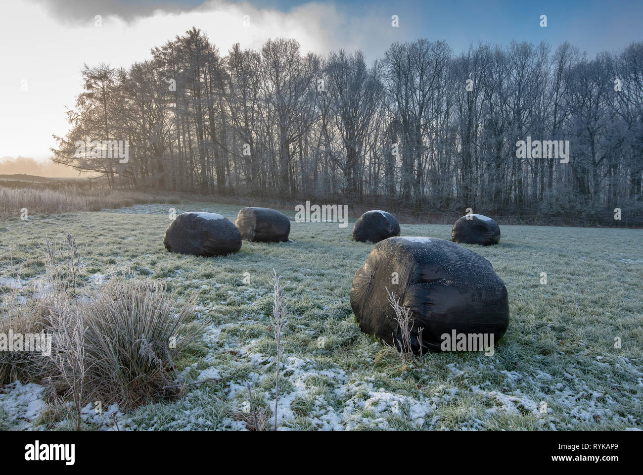 Bales of silage in the frost, Whitewell, Clitheroe, Lancashire with a ...