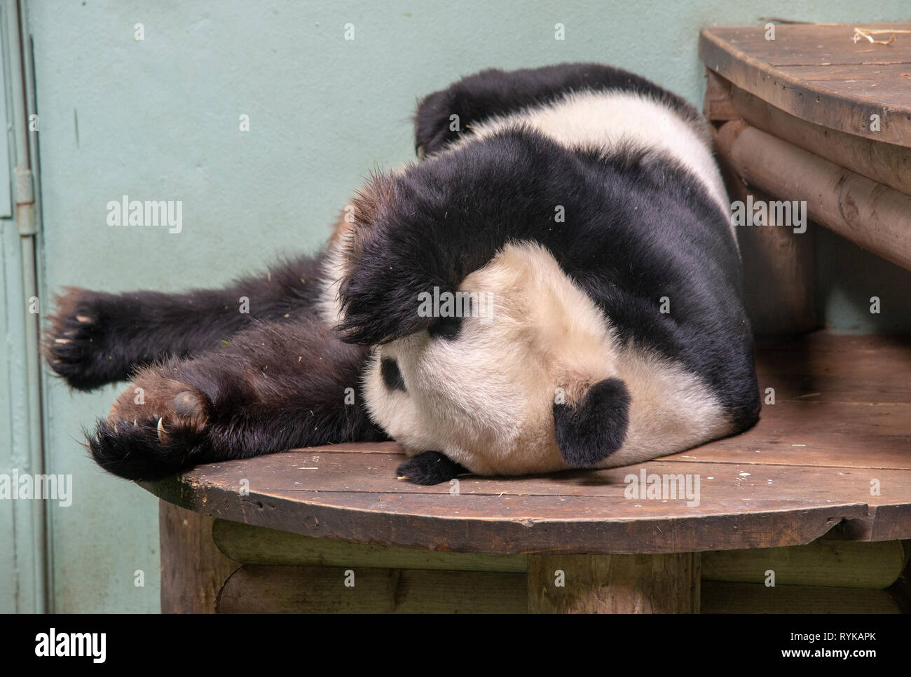 Male giant panda Yang Guang. One of the two giant pandas at Edinburgh ...