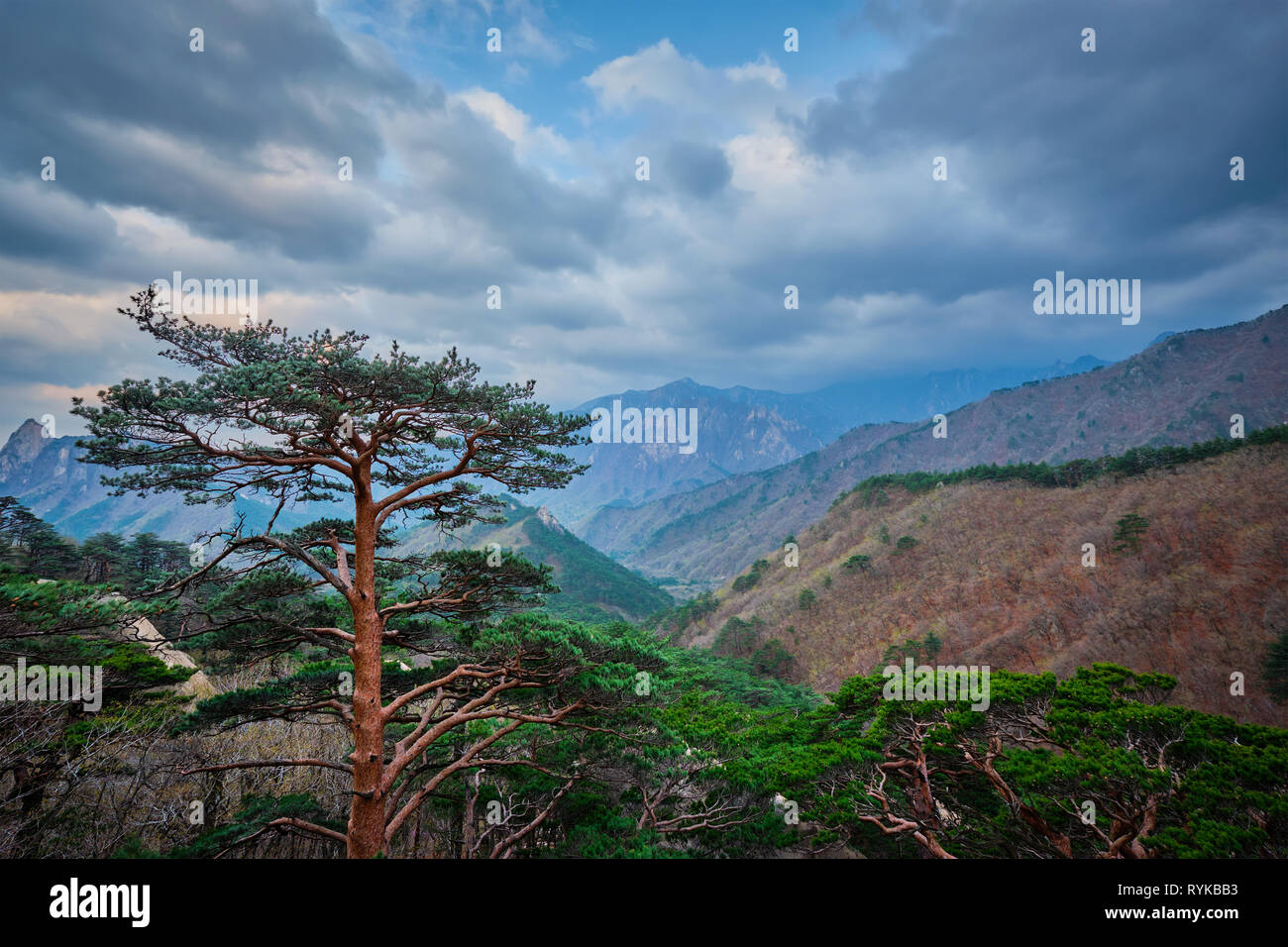 Tree in Seoraksan National Park, South Korea Stock Photo - Alamy