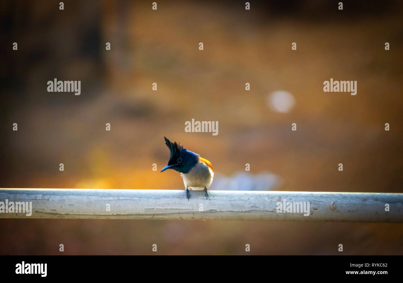 Beautiful White Belly orange colour bird sitting alone on pipe and ...