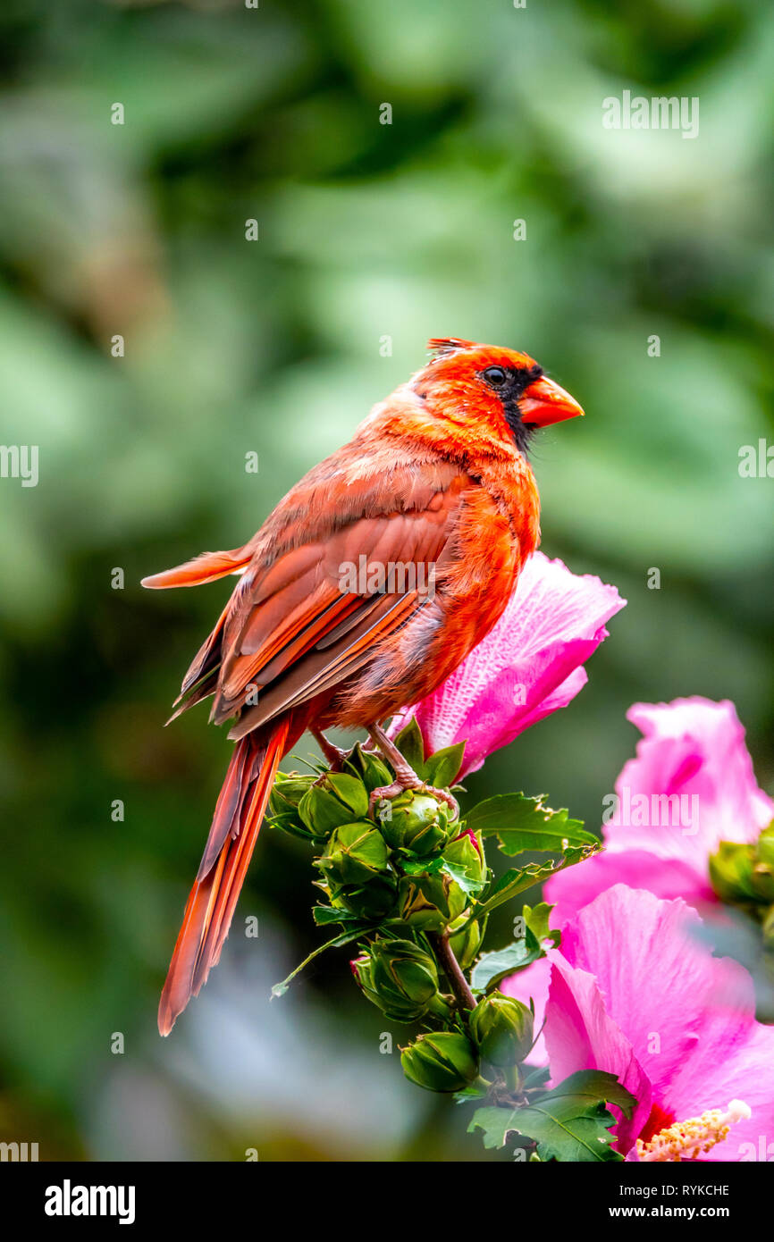 Common cardinal hi-res stock photography and images - Alamy