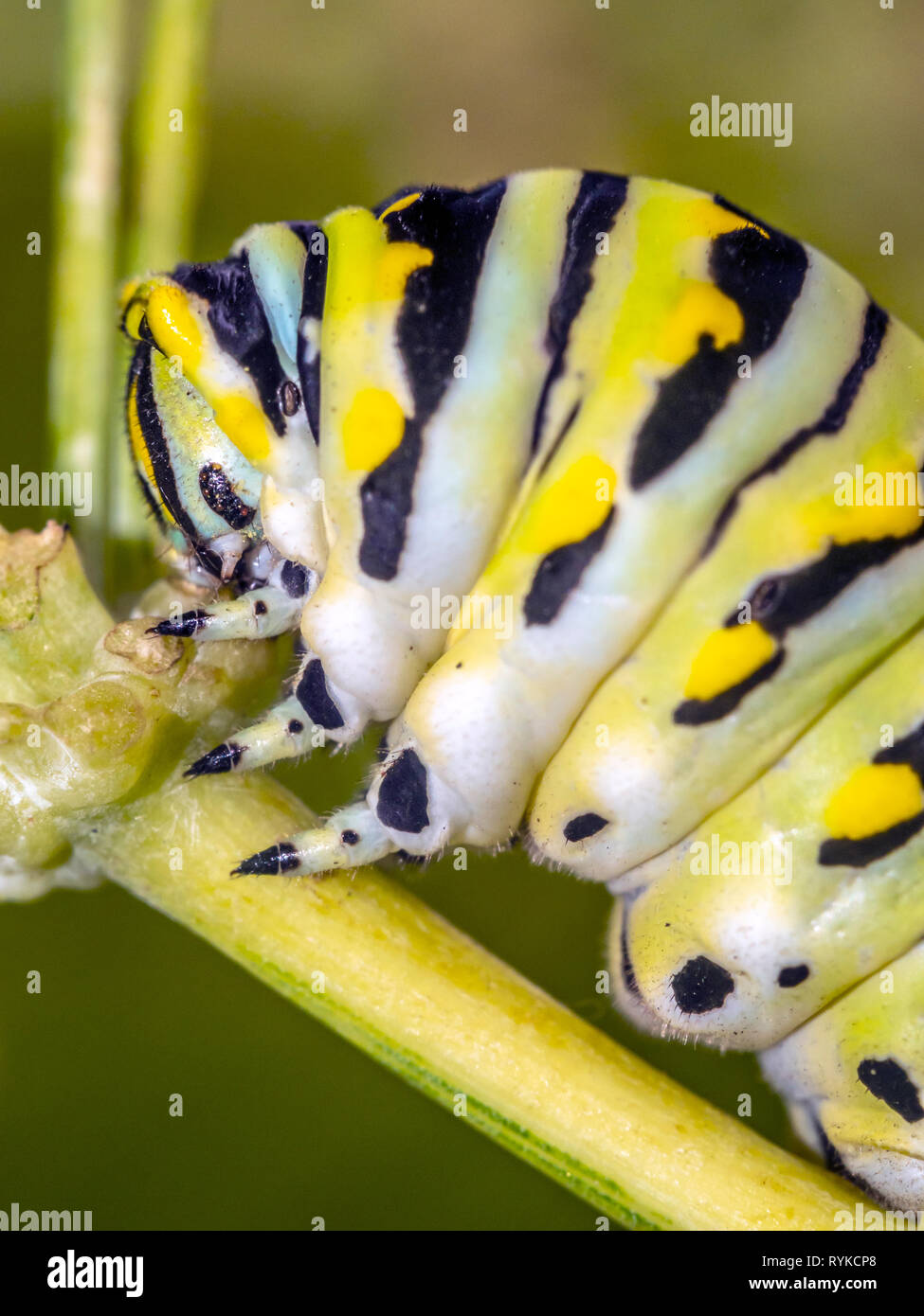 Monarch Butterfly Baby Caterpillar