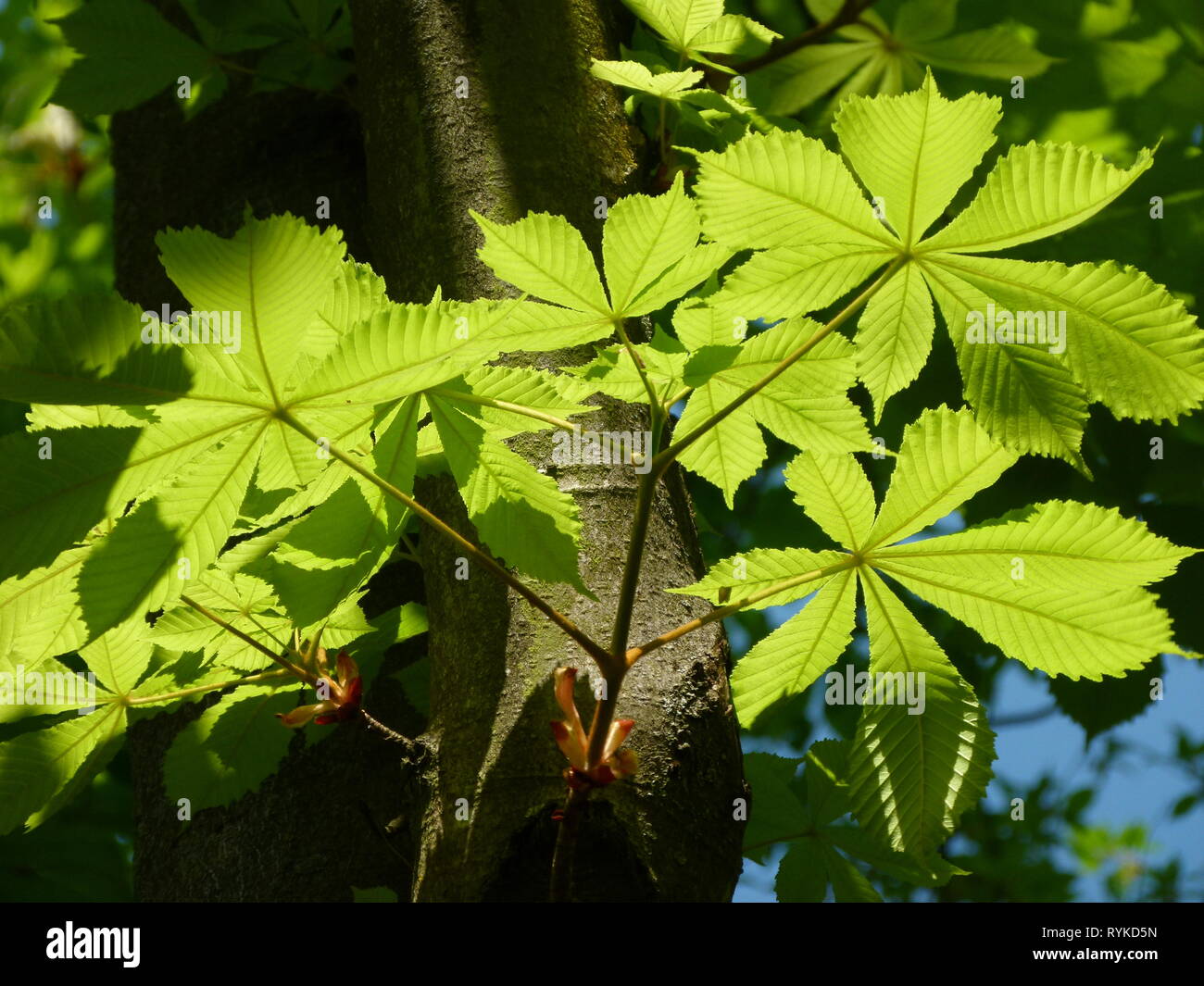Young chestnut tree hi-res stock photography and images - Alamy