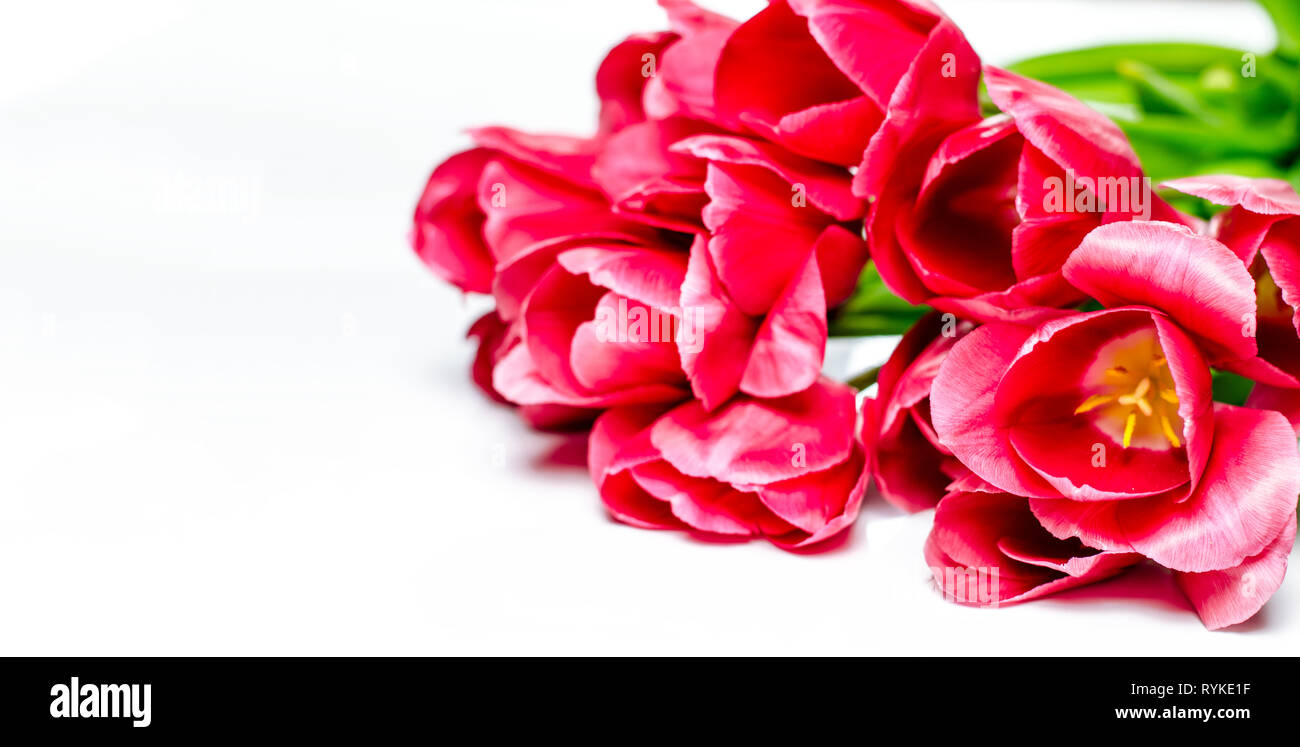 Pink tulips in pastel coral tints at blurry background, closeup. Fresh ...