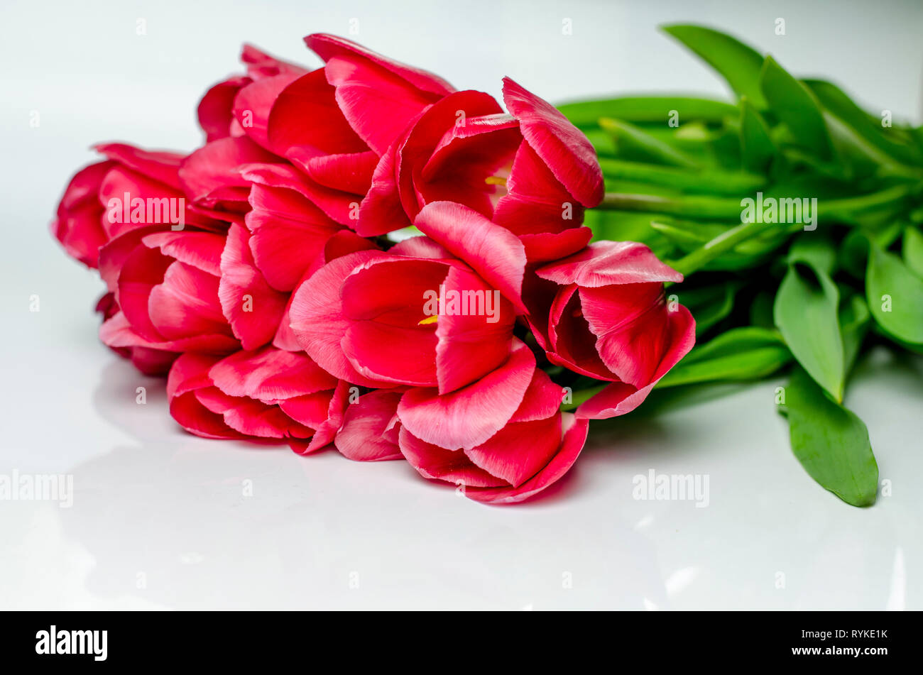 Attractive light pink tulip hi-res stock photography and images - Alamy