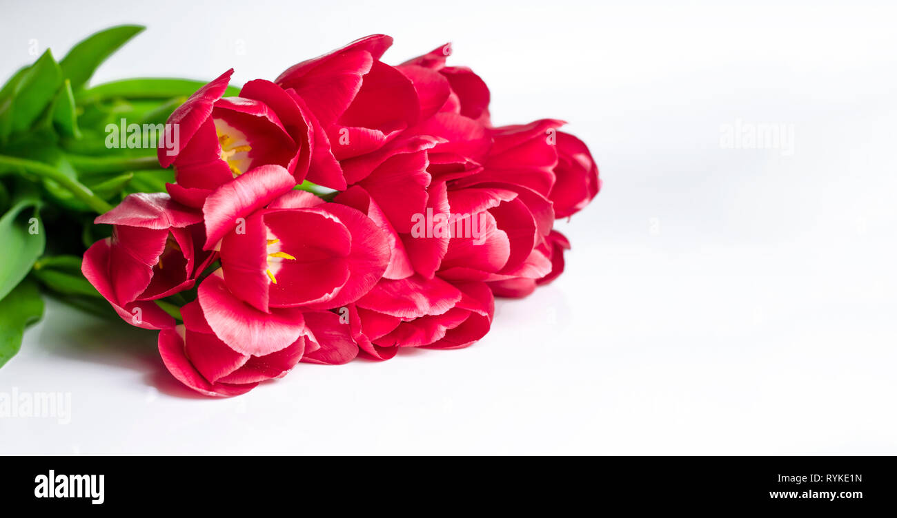 Attractive light pink tulip hi-res stock photography and images - Alamy