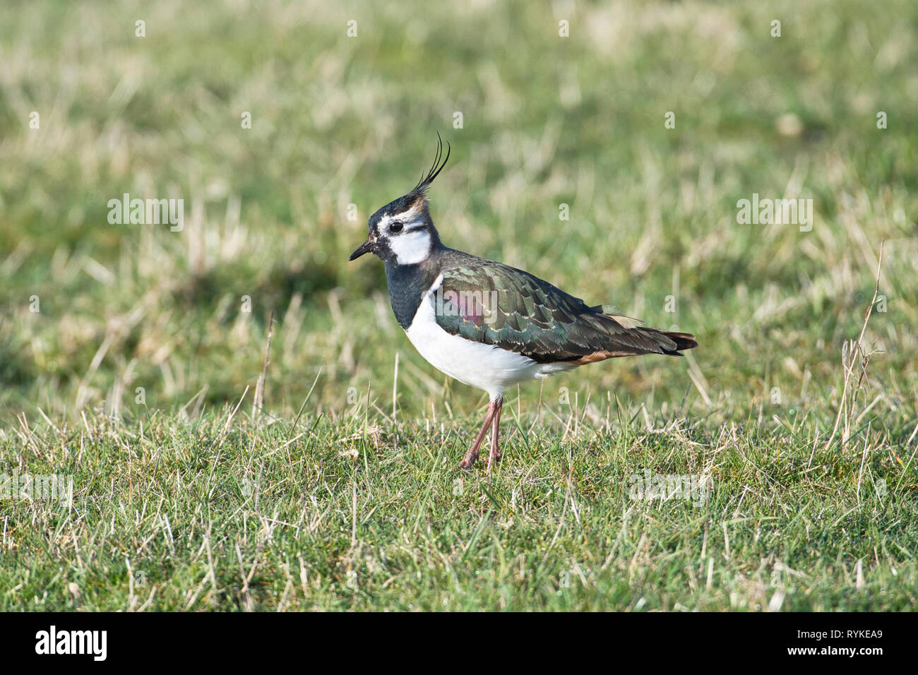 Kiebitz lapwing green plover northern hi-res stock photography and images - Alamy