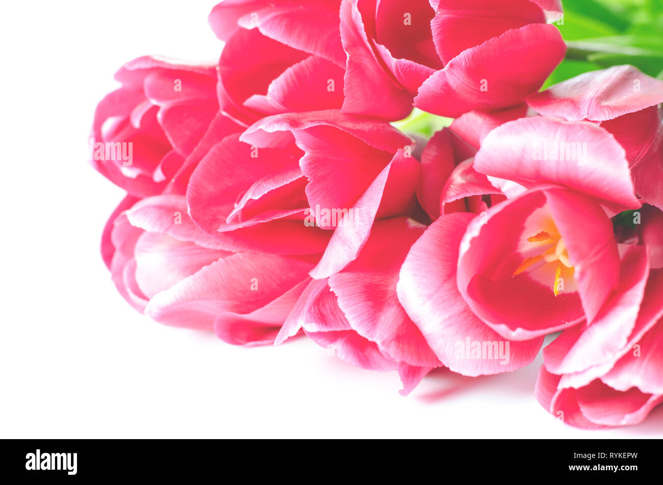 Pink tulips in pastel coral tints at blurry background, closeup. Fresh ...