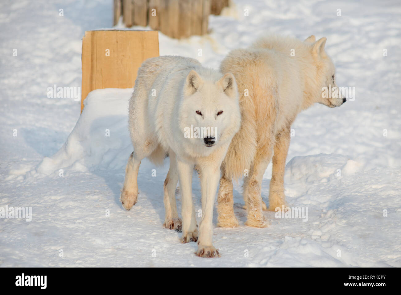 Two wild alaskan tundra wolves are playing on white snow. Canis lupus ...
