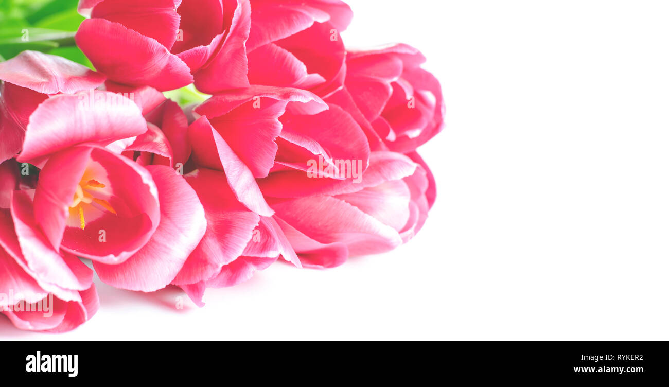 Pink tulips in pastel coral tints at blurry background, closeup. Fresh ...