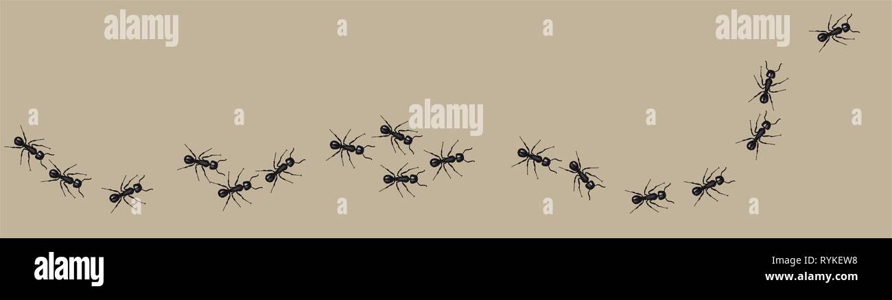 Ants Marching With Food