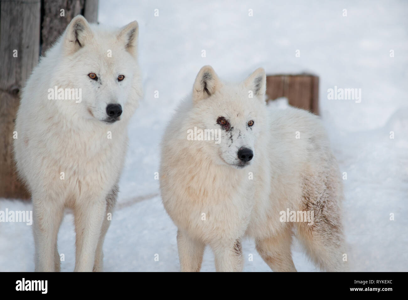Two wild alaskan tundra wolves are standing on the white snow. Canis ...