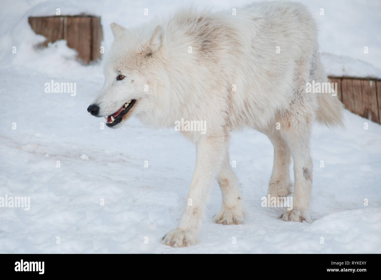 Wild alaskan tundra wolf is walking on white snow. Canis lupus arctos ...