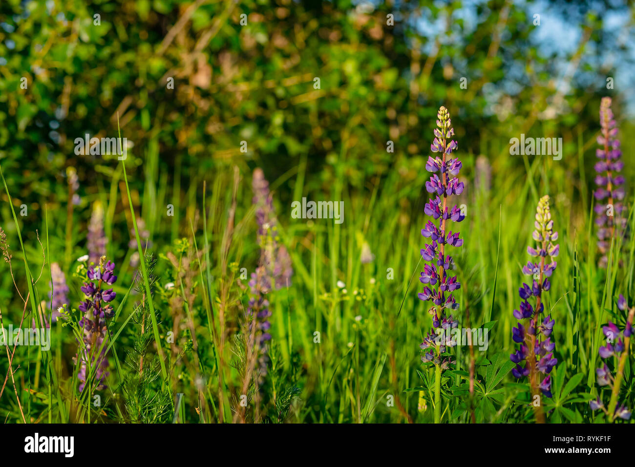 Flower field at sunset. Spring purple and pink lupine flowers in green ...