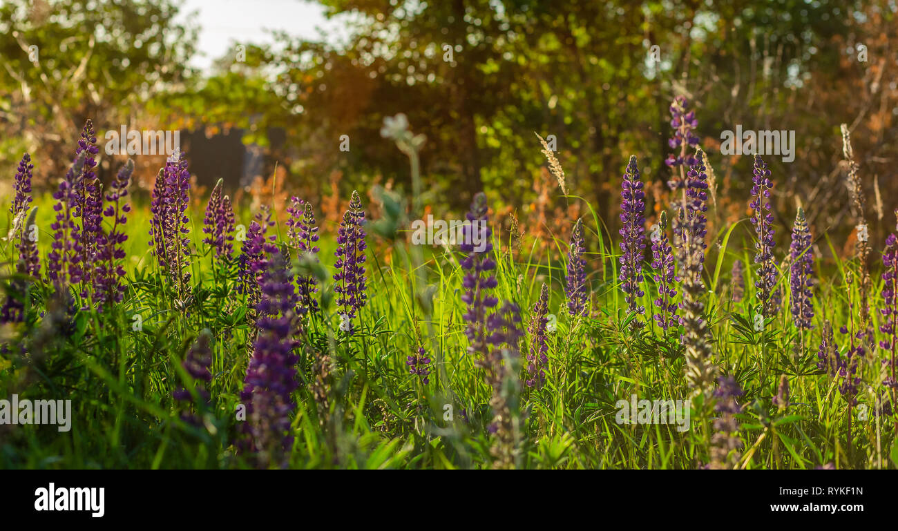 Flower field at sunset. Spring purple and pink lupine flowers in green ...