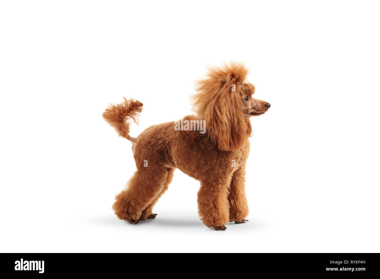 Brown curly poodle standing Cut Out Stock Images & Pictures - Alamy