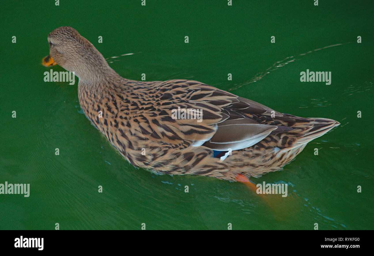 Duck swimming in water hi-res stock photography and images - Alamy