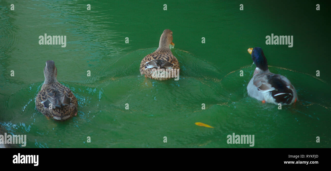 Three ducks swimming in water, view from behind Stock Photo - Alamy