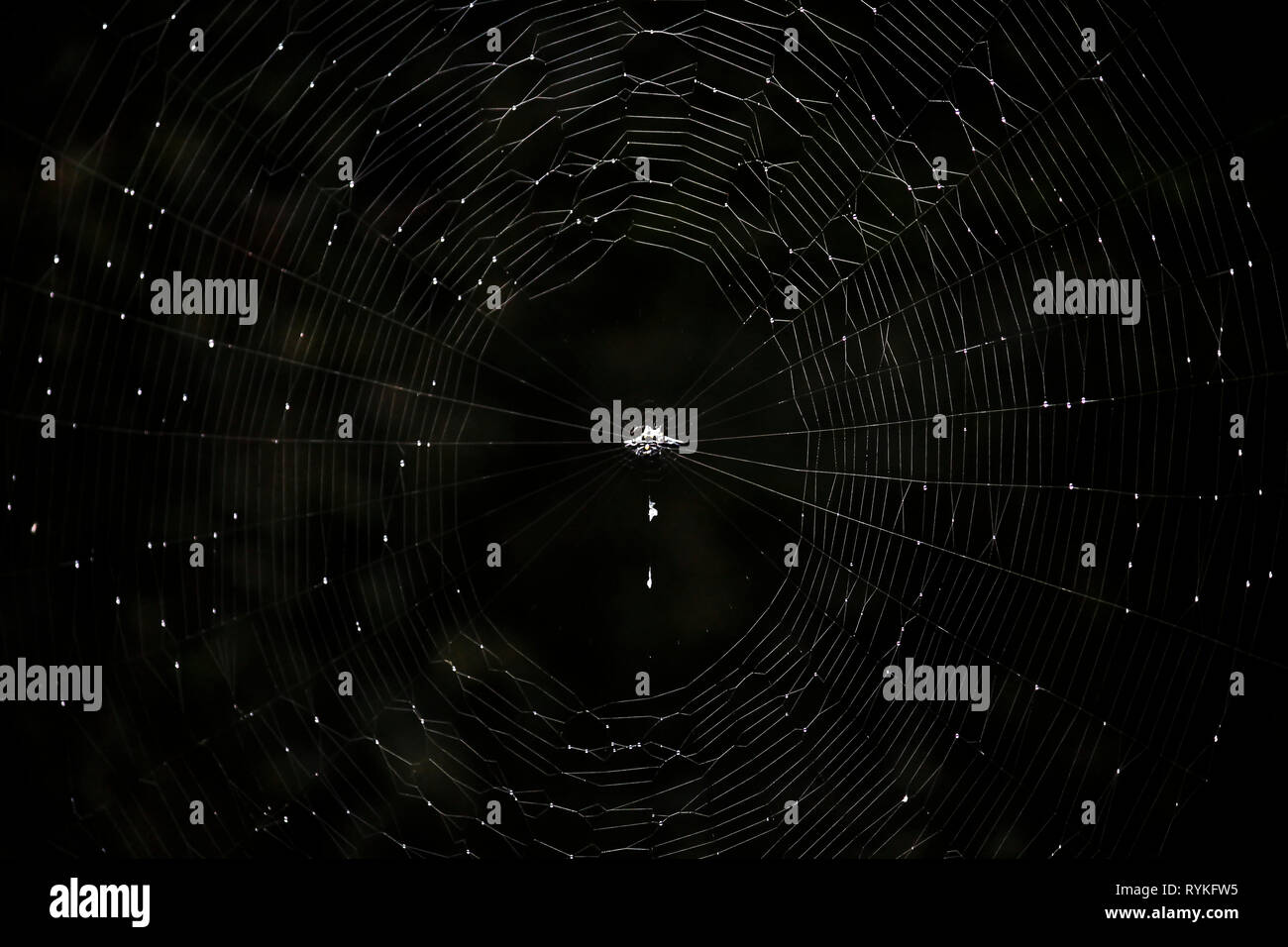 Spider back pattern hi-res stock photography and images - Alamy