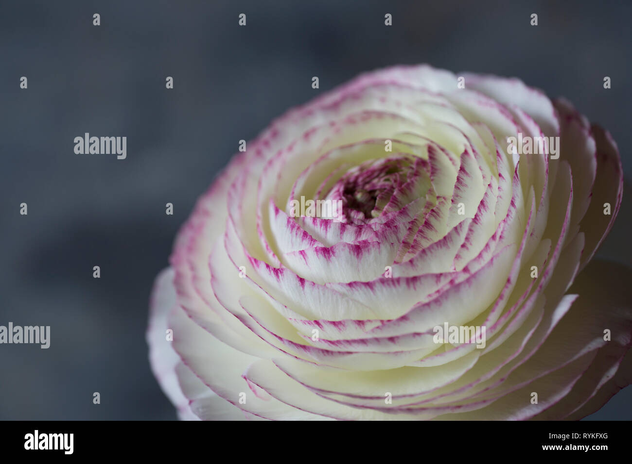 Ranunculus white flower with pink edge on the petals Stock Photo - Alamy