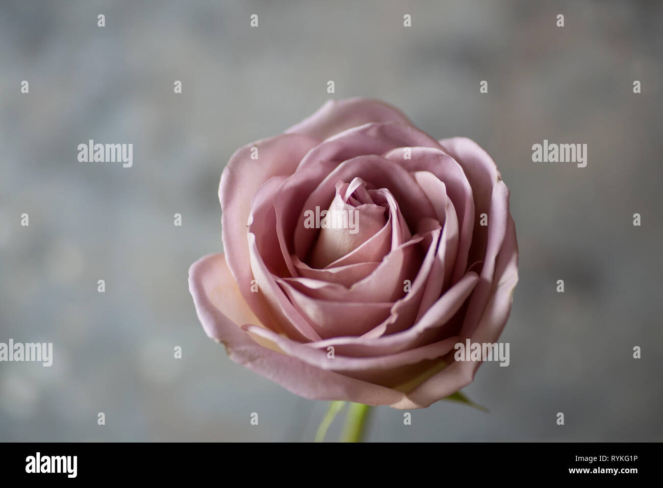 Pink Rose, single dusky pink rose flower in close up Stock Photo - Alamy