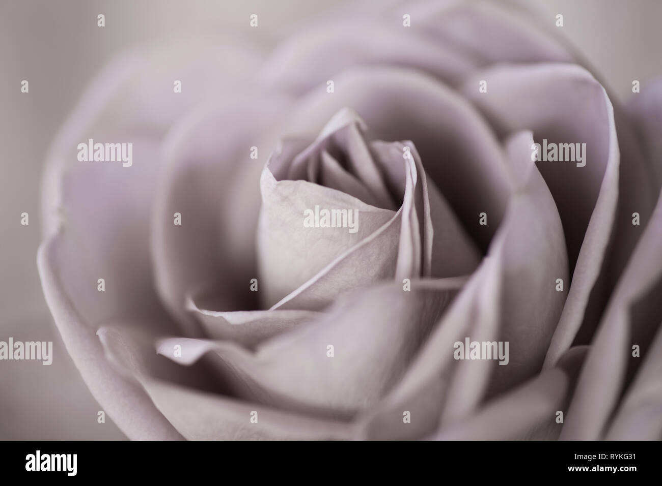 Pink Rose, single dusky pink rose flower in close up Stock Photo - Alamy