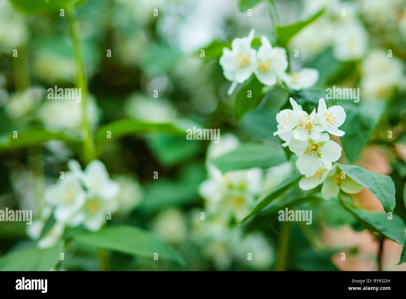 Beautiful blooming jasmine bush in spring. Background. Growing jasmine ...