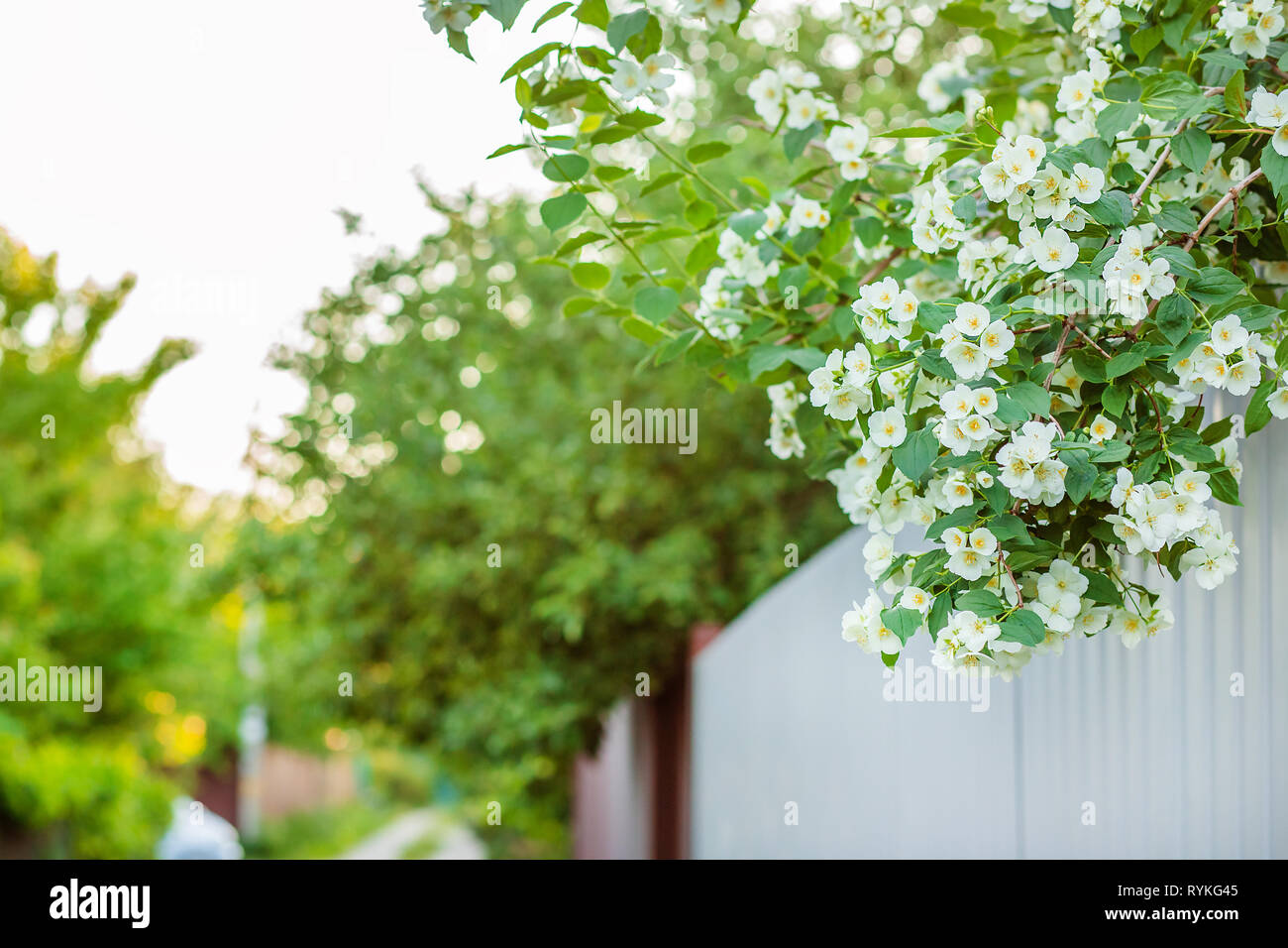 Beautiful blooming jasmine bush in spring. Background. Growing jasmine ...