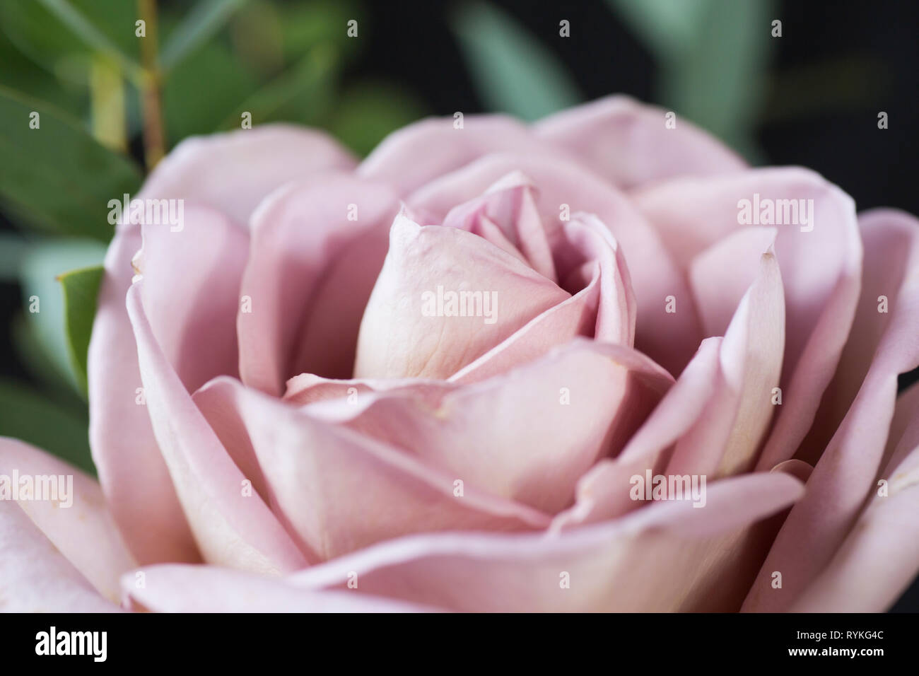Pink Rose, single dusky pink rose flower in close up Stock Photo - Alamy