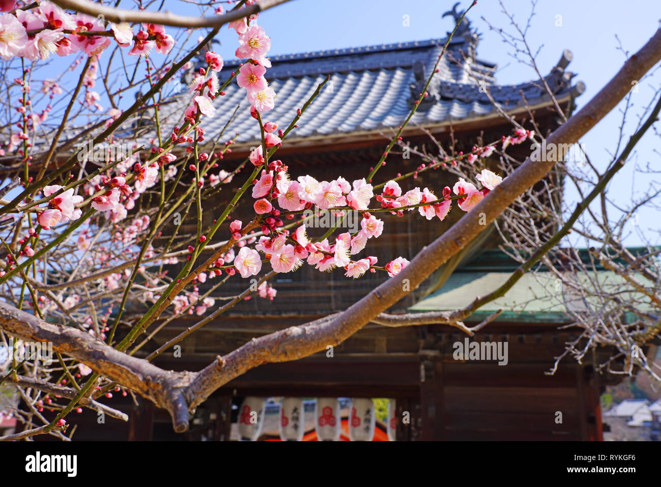 Pink flower blooms of the Japanese ume apricot tree, prunus mume, in ...