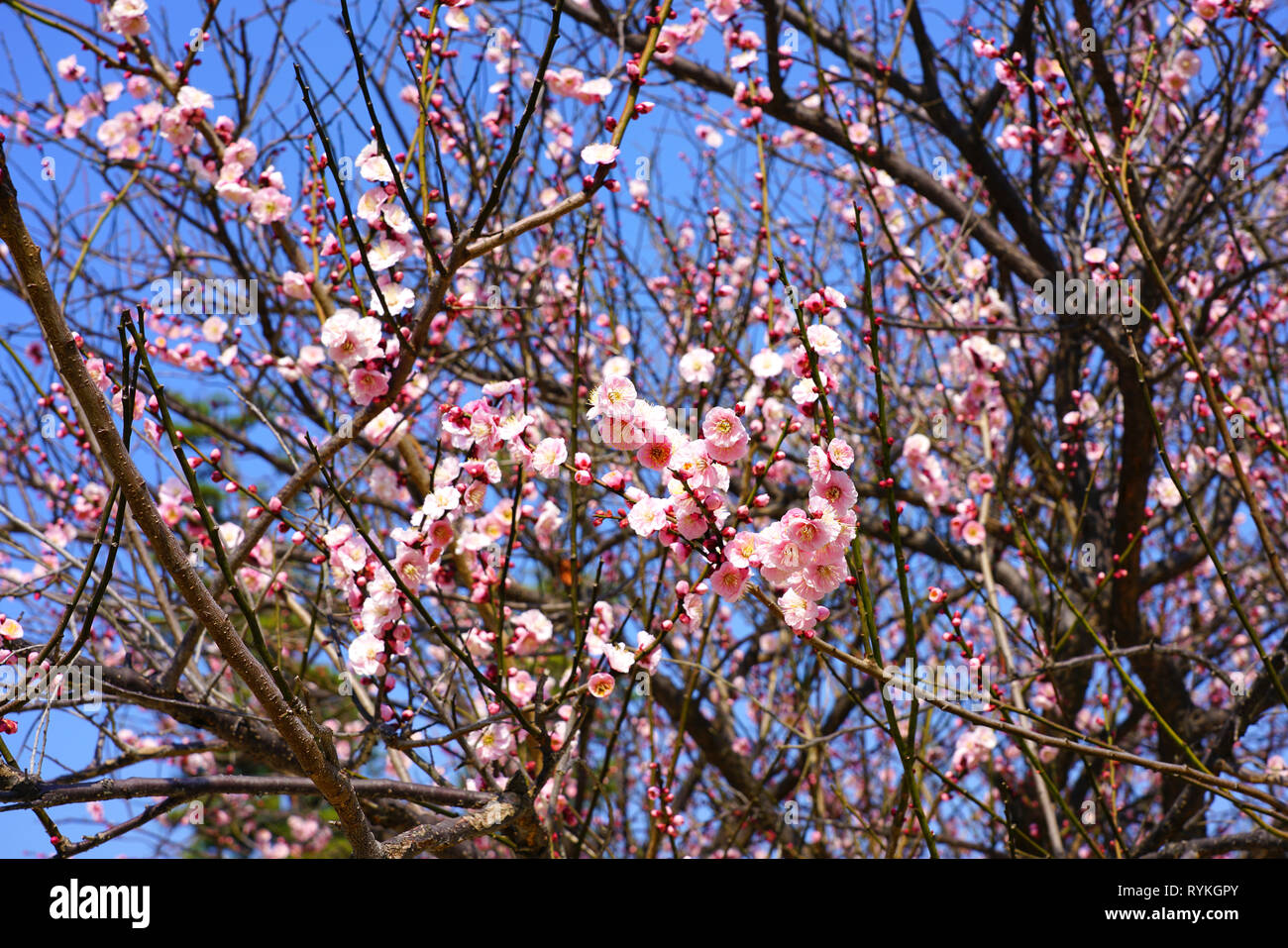 Pink flower blooms of the Japanese ume apricot tree, prunus mume, in ...