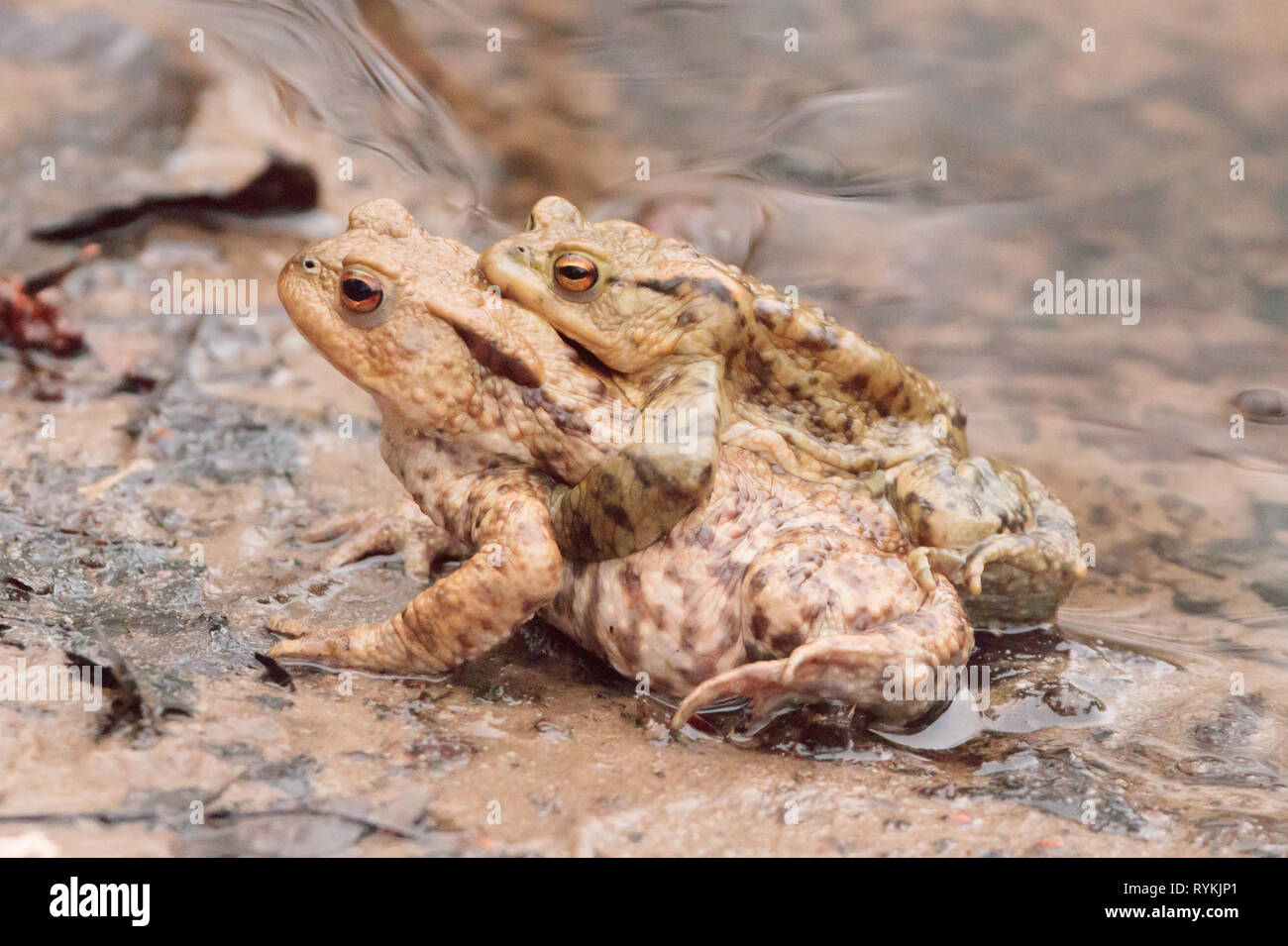 Common toads (Bufo bufo) mating. Surrey, UK Stock Photo - Alamy